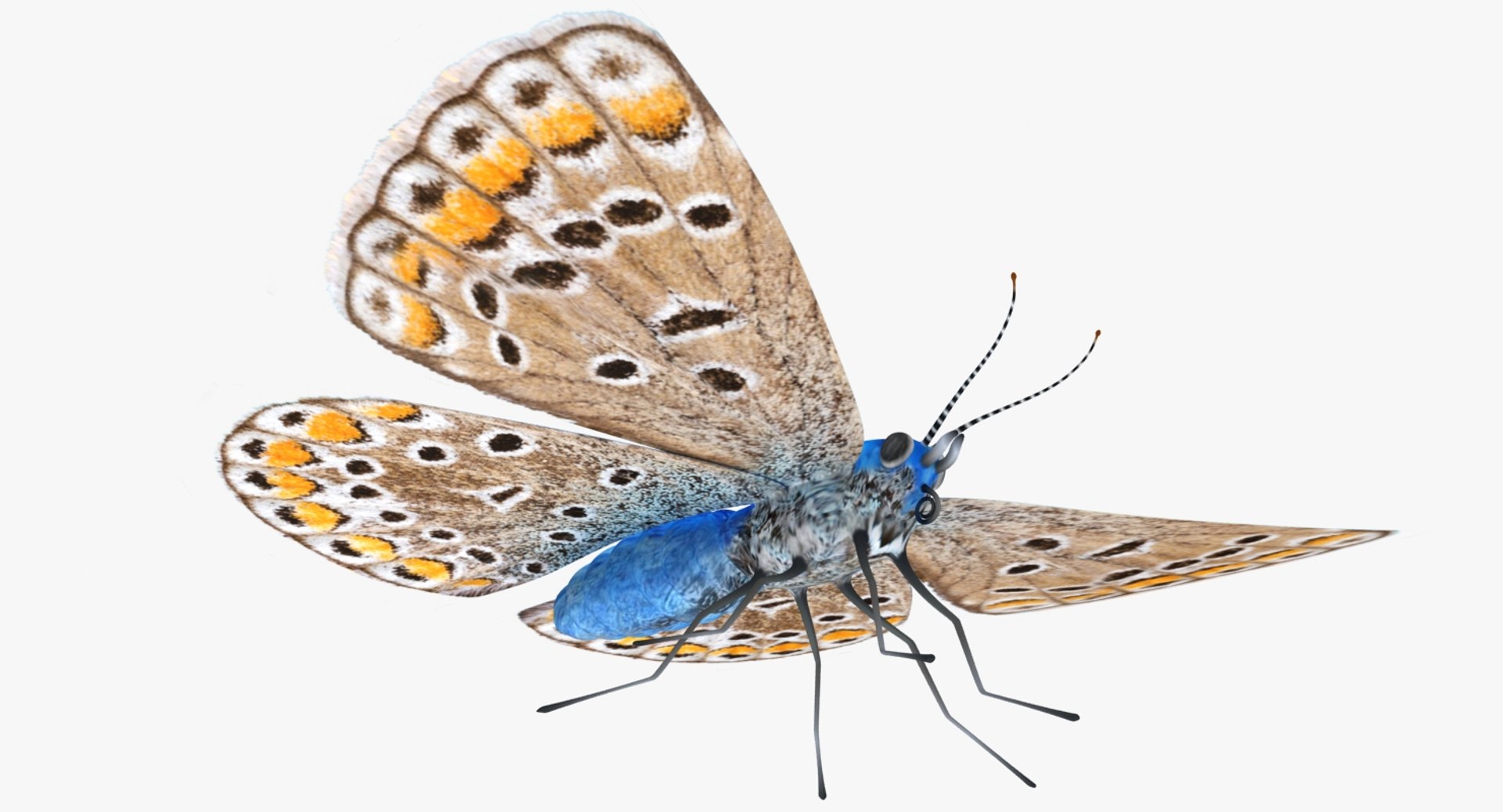3D Model Realistic Common Blue Butterfly - TurboSquid 1270992