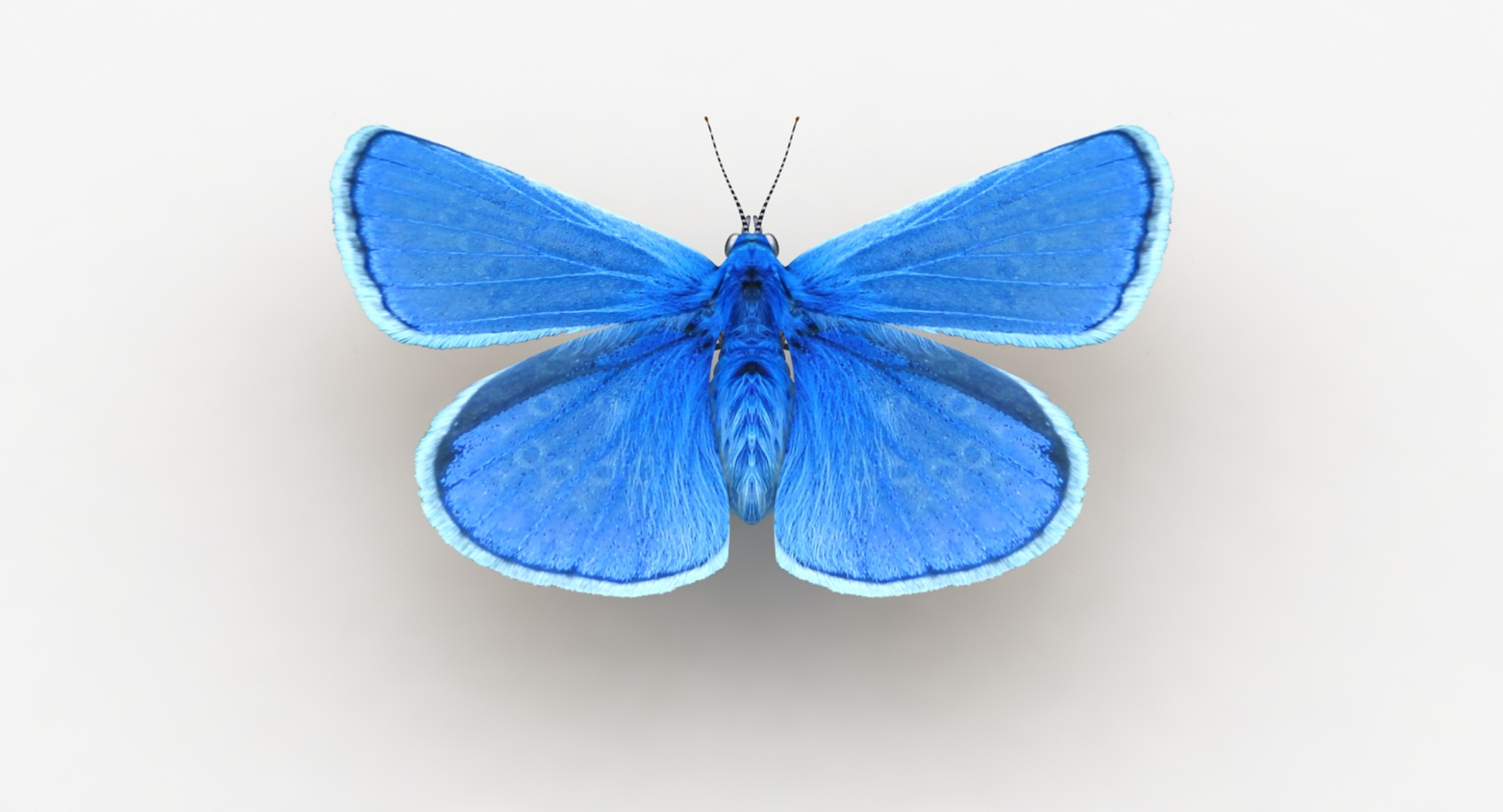 3D Model Realistic Common Blue Butterfly - TurboSquid 1270992