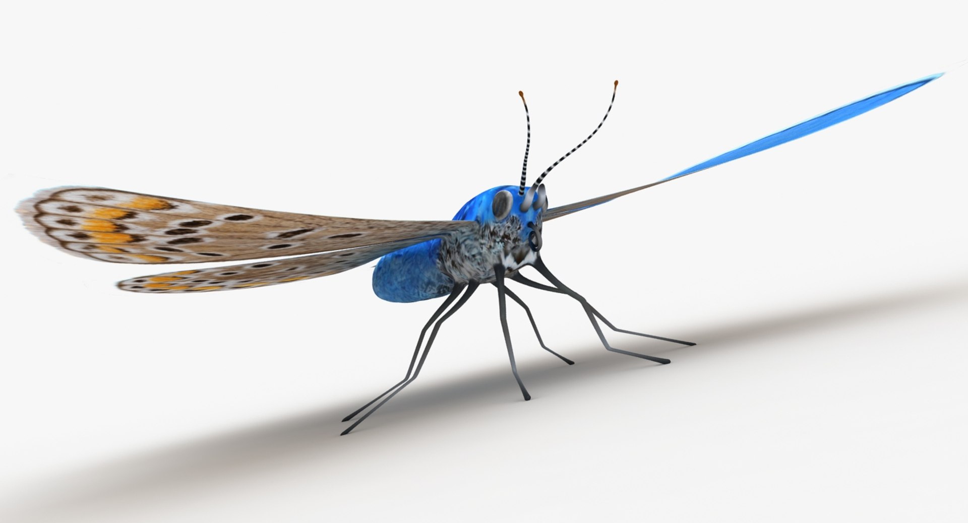 3D Model Realistic Common Blue Butterfly - TurboSquid 1270992