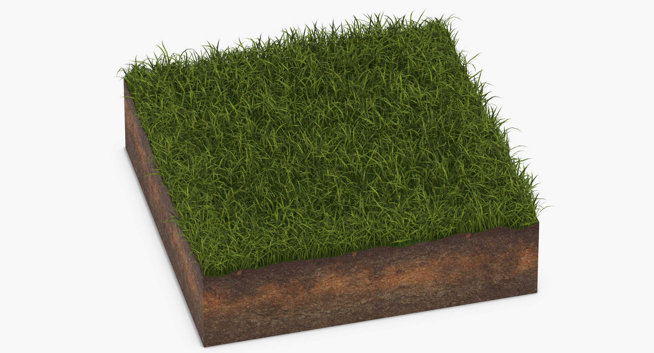 Grass cross section 04 3D model - TurboSquid 1326774