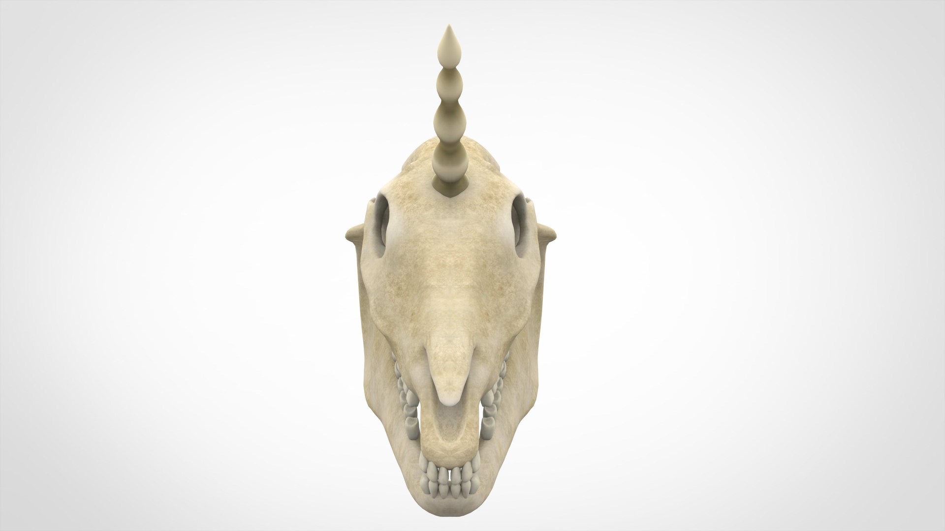 Unicorn Skull 3D Model - TurboSquid 1528682