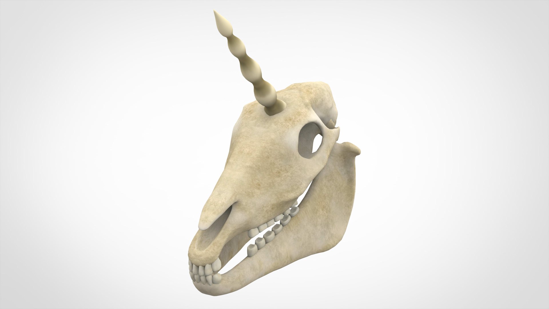 Unicorn Skull 3D Model - TurboSquid 1528682