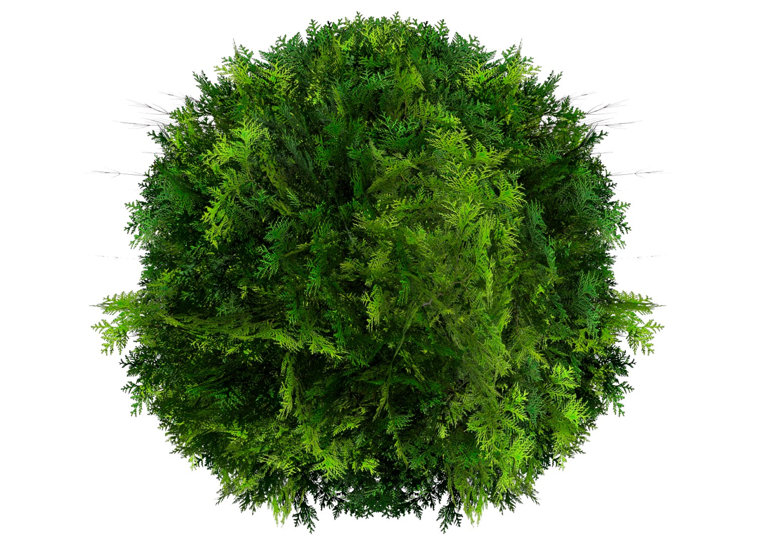 3D Arborvitae Danica - TurboSquid 1247470