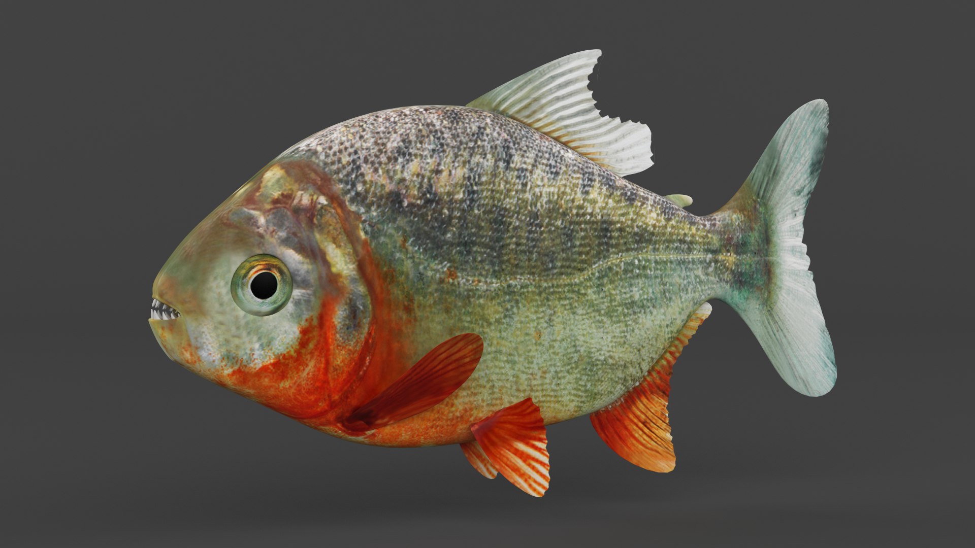 3D Piranha - TurboSquid 1972344