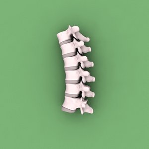 Rigged Spine 3D Models for Download | TurboSquid