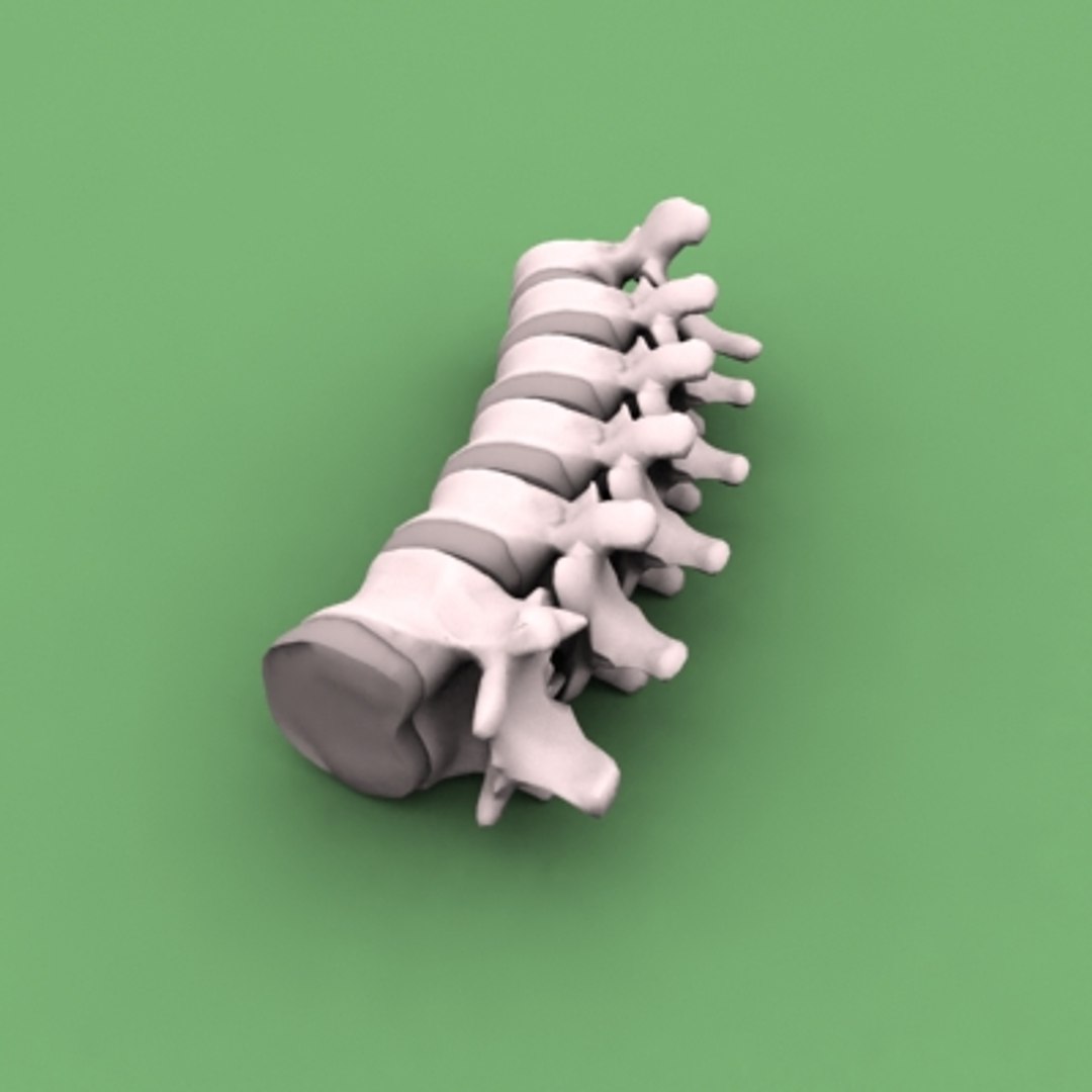 Human Vertebrae 3d Model