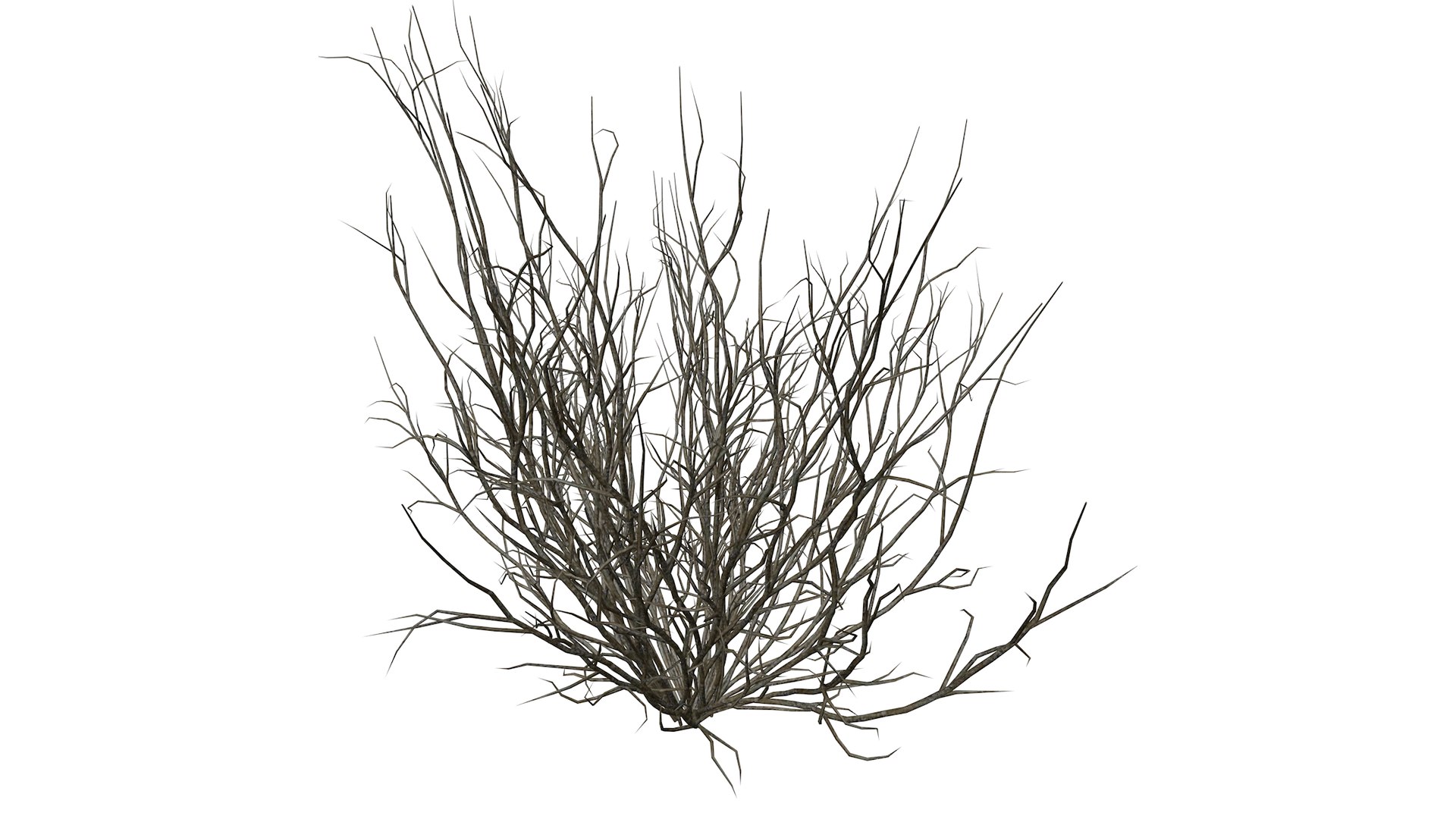 3D Broom Snakeweed Bushes Plant Collection - TurboSquid 2378059