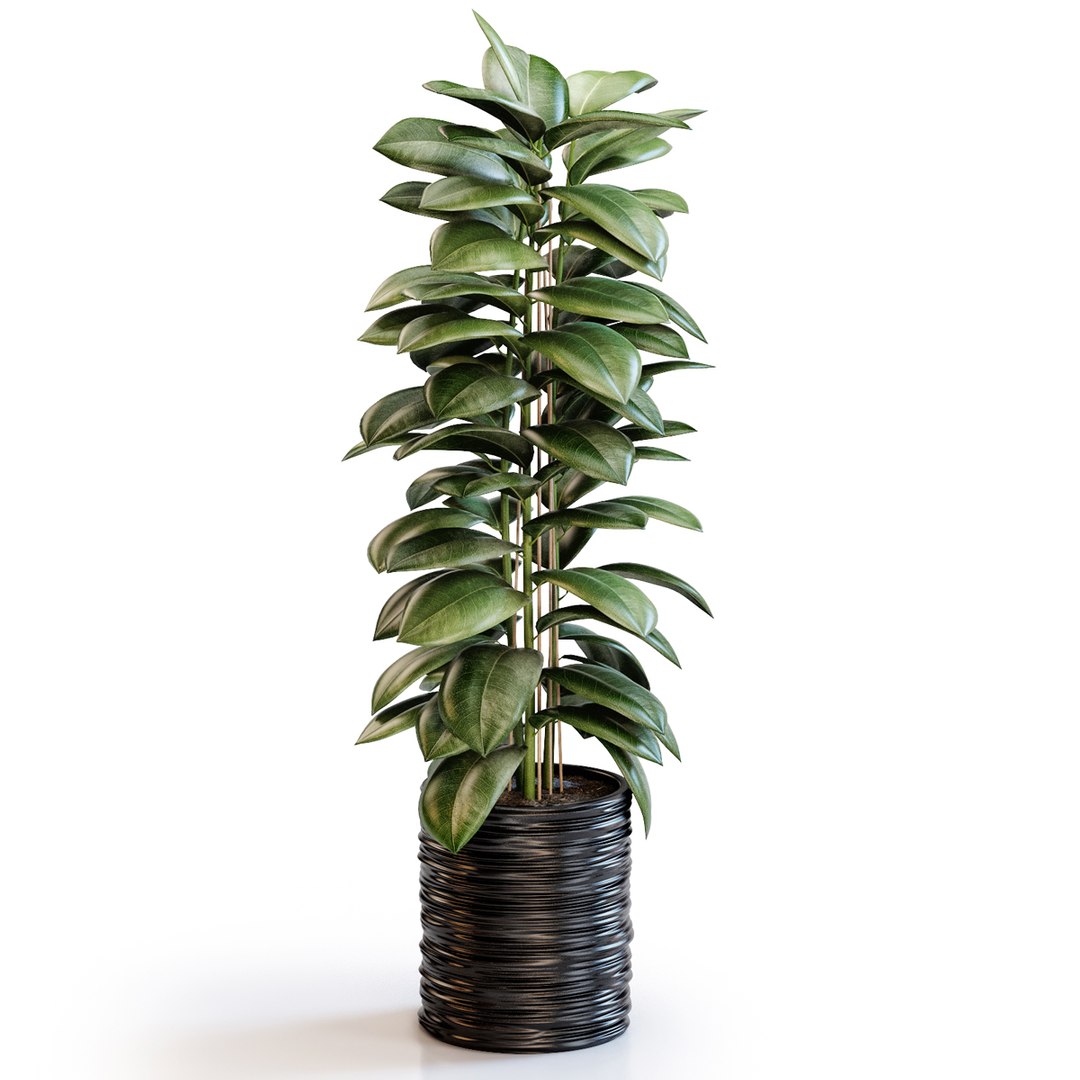 3D Rubber Plant 3 In Modern Vase Model - TurboSquid 1810996