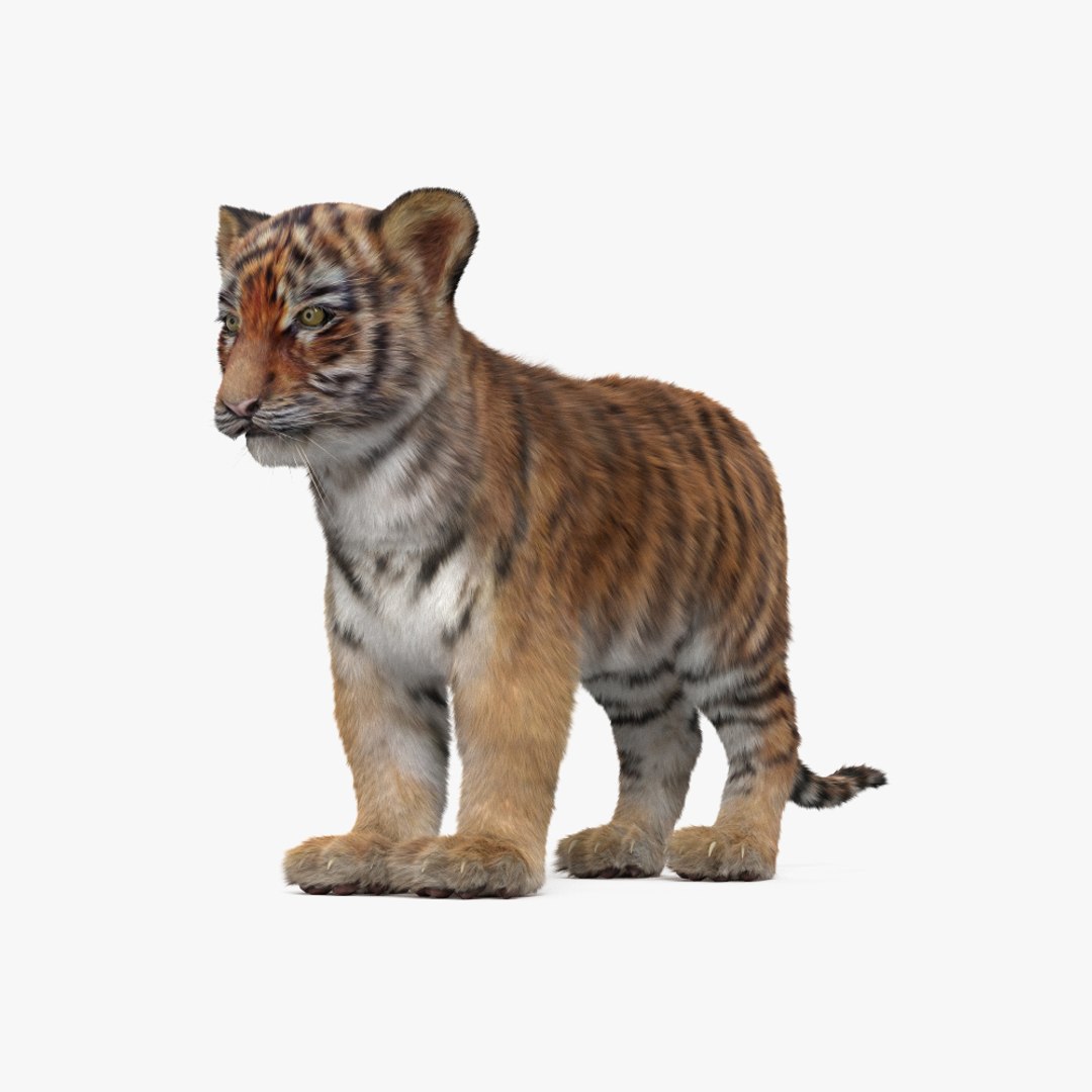 modelo 3d Tiger Cub - TurboSquid 2046691
