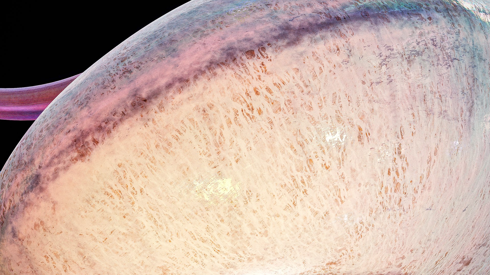 Alien Shrimp Parasite Creature PBR 3D - TurboSquid 2265466