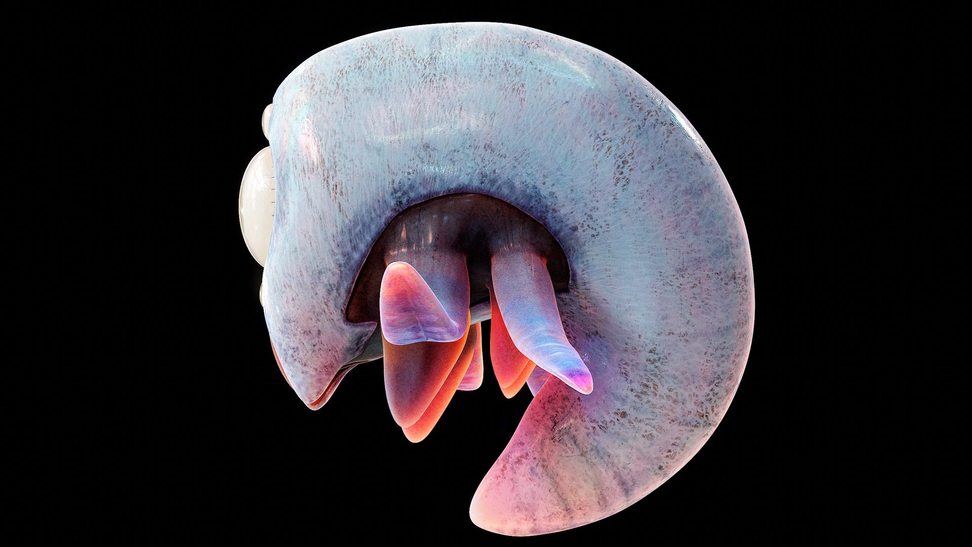 Alien Shrimp Parasite Creature PBR 3D - TurboSquid 2265466
