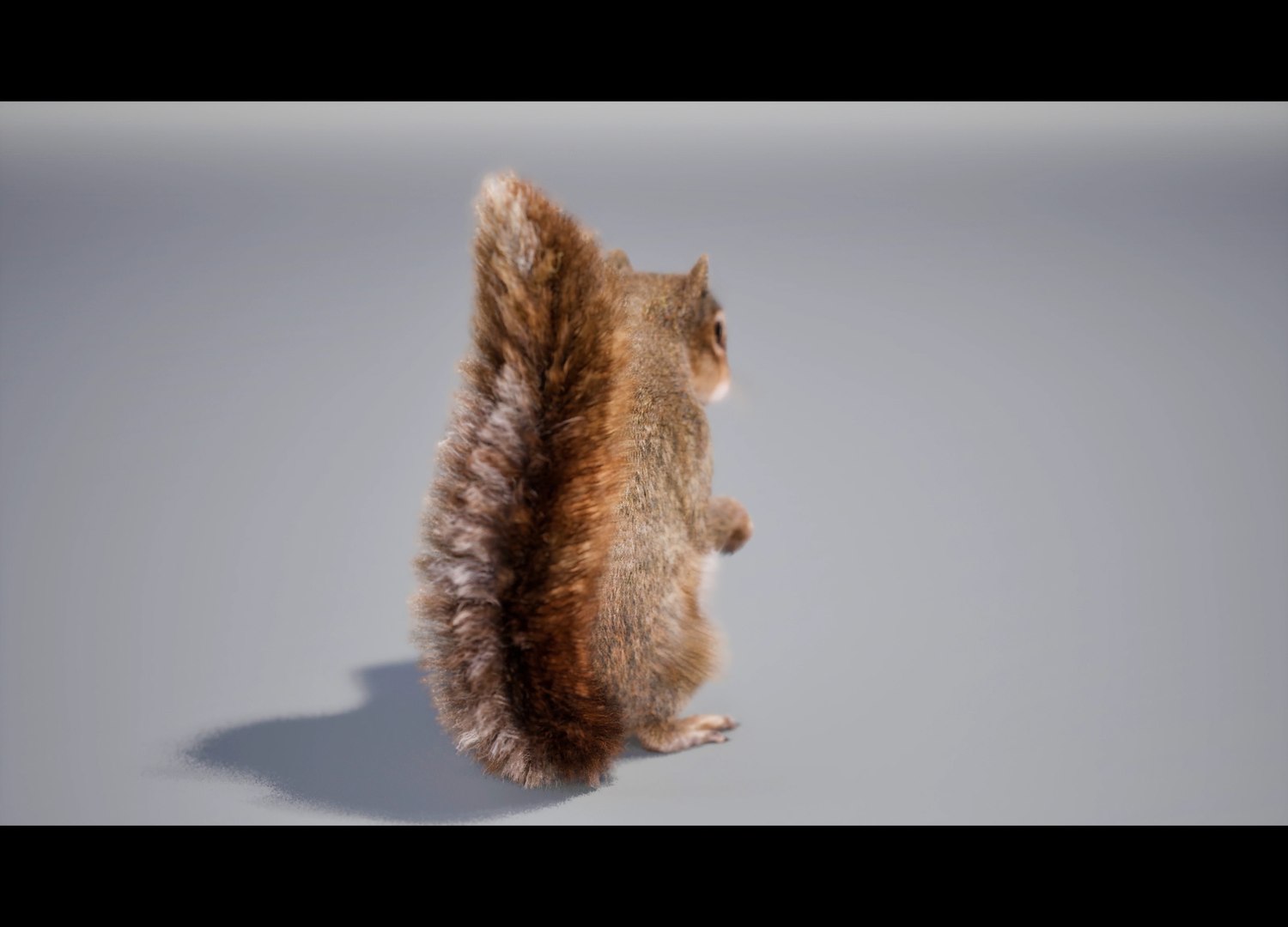 Squirrel Rig UNREAL Project Plus Maya Base Rig 3D Model - TurboSquid ...