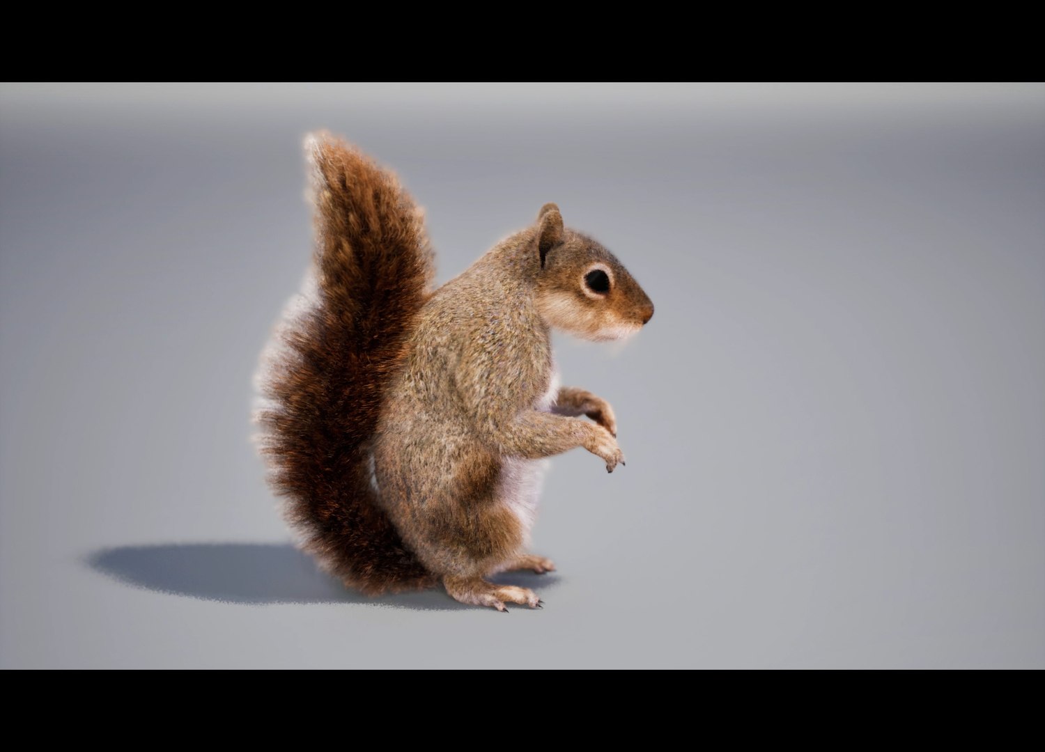Squirrel Rig UNREAL Project Plus Maya Base Rig 3D Model - TurboSquid ...