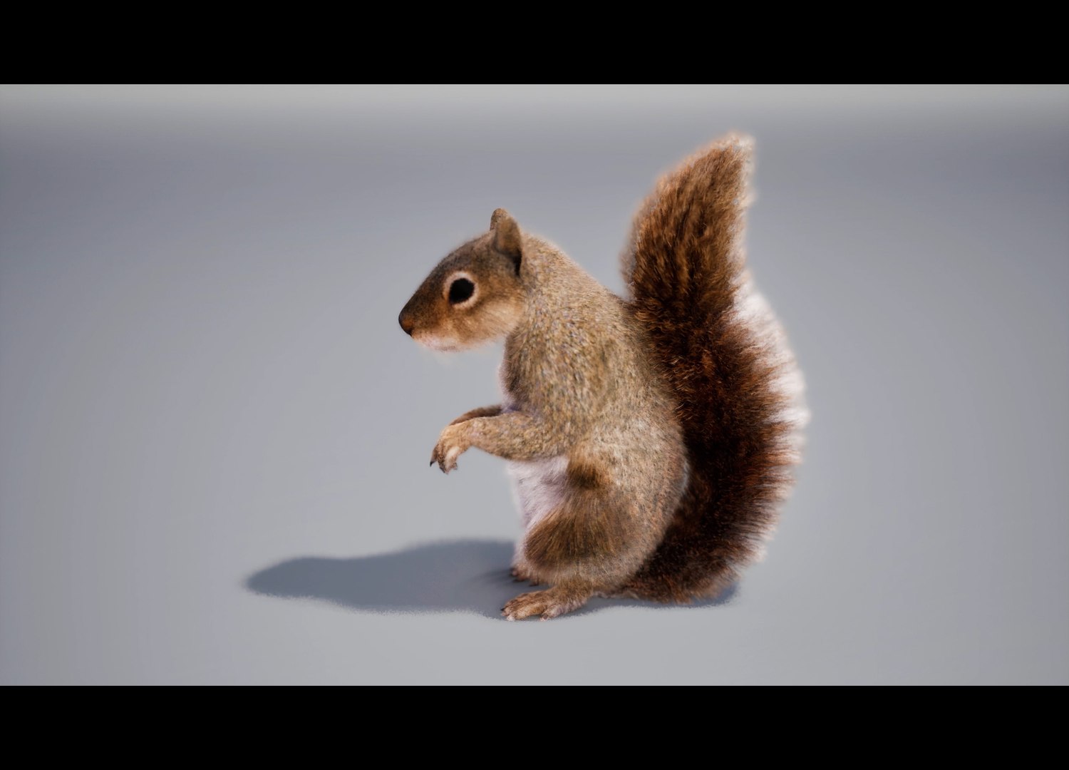 Squirrel Rig UNREAL Project Plus Maya Base Rig 3D Model - TurboSquid ...