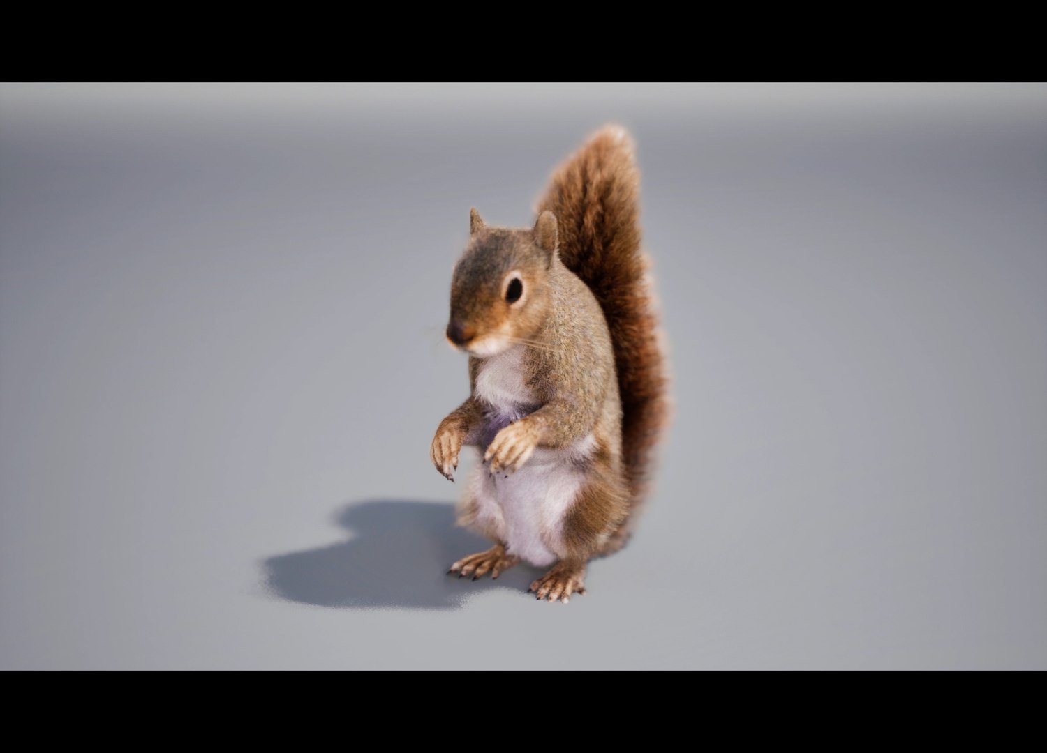 Squirrel Rig UNREAL Project Plus Maya Base Rig 3D Model - TurboSquid ...