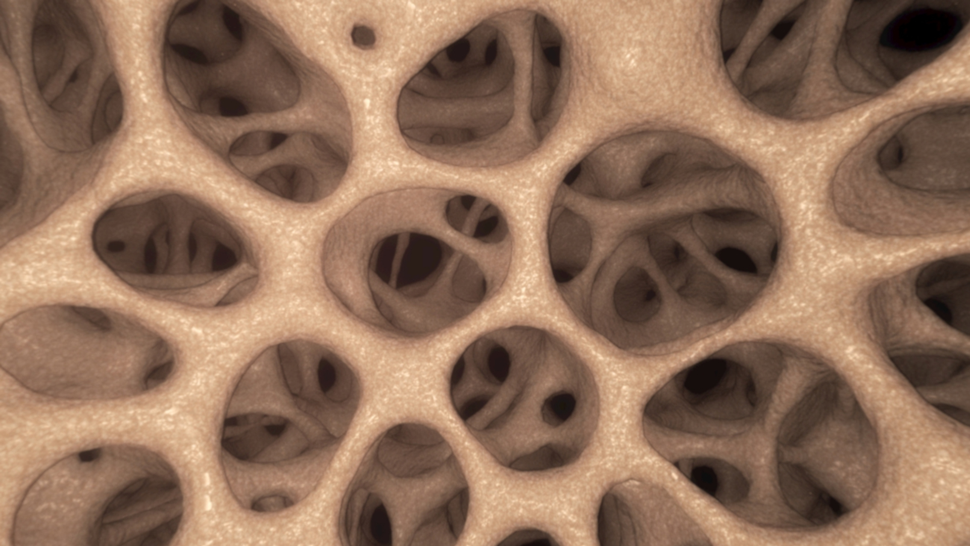 3D Bone Structure 360 - TurboSquid 1159194