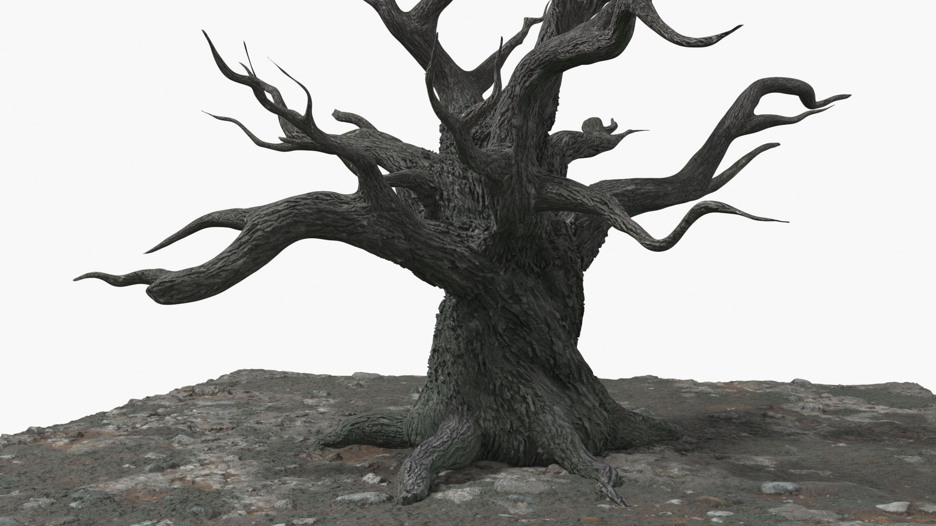 3D Dead Tree Without Leaves On Rocky Ground - TurboSquid 2364986