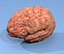 3d Model Of Half Brain