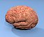 3d Model Of Half Brain