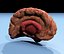 3d Model Of Half Brain