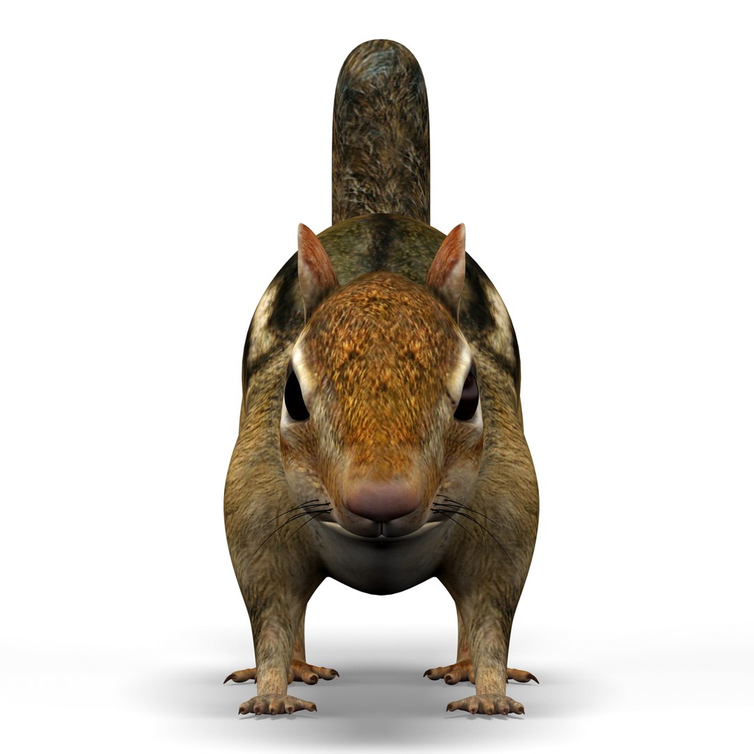 Chipmunk Modelled 3d C4d