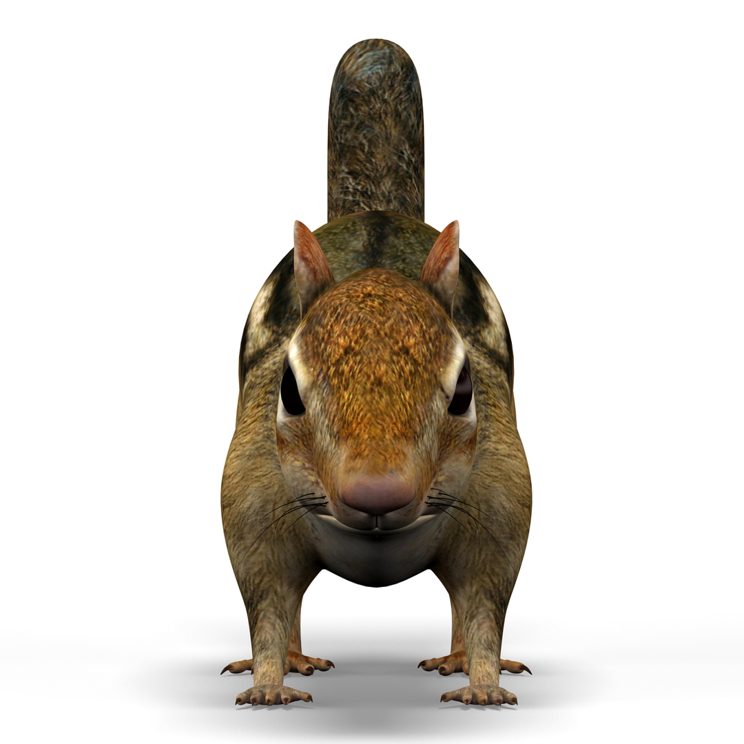 chipmunk modelled 3d c4d