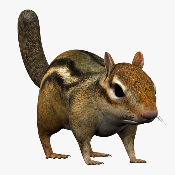 Chipmunk 3D Models for Download | TurboSquid