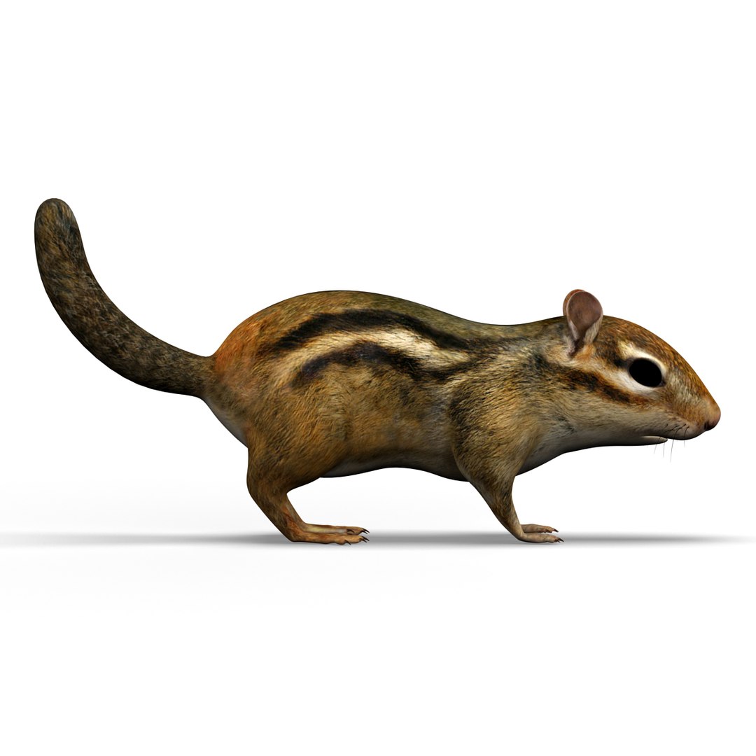 Chipmunk Modelled 3d C4d