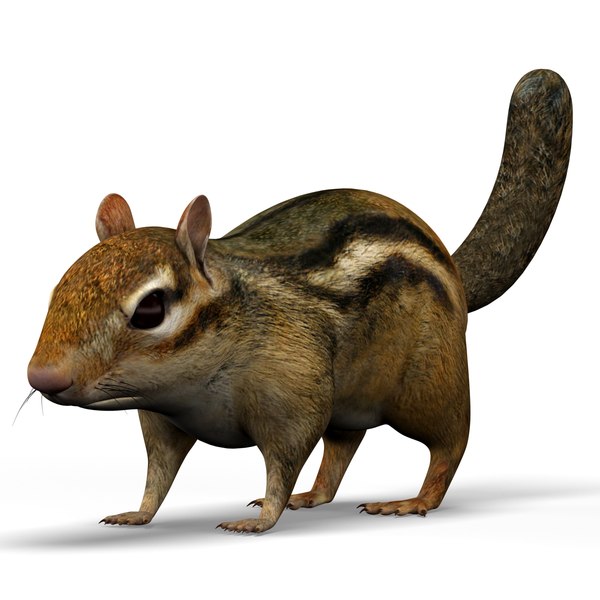 chipmunk modelled 3d c4d