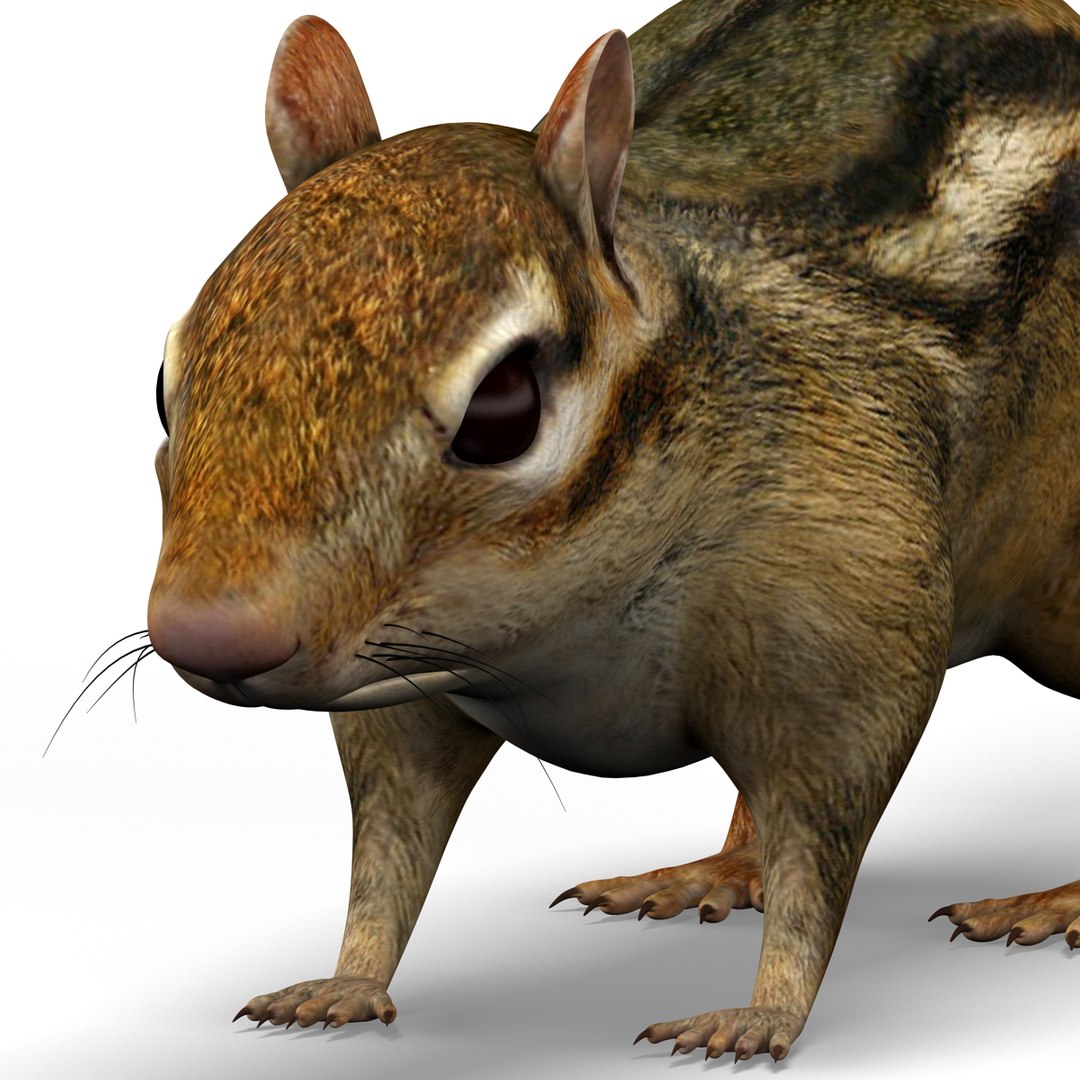 Chipmunk Modelled 3d C4d