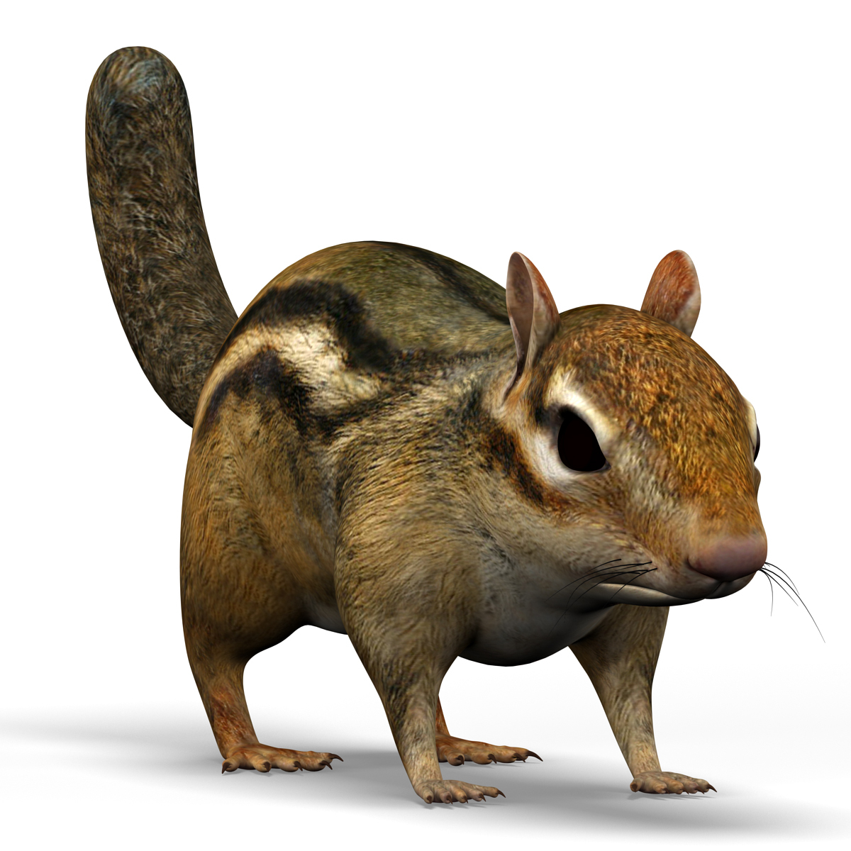 chipmunk modelled 3d c4d