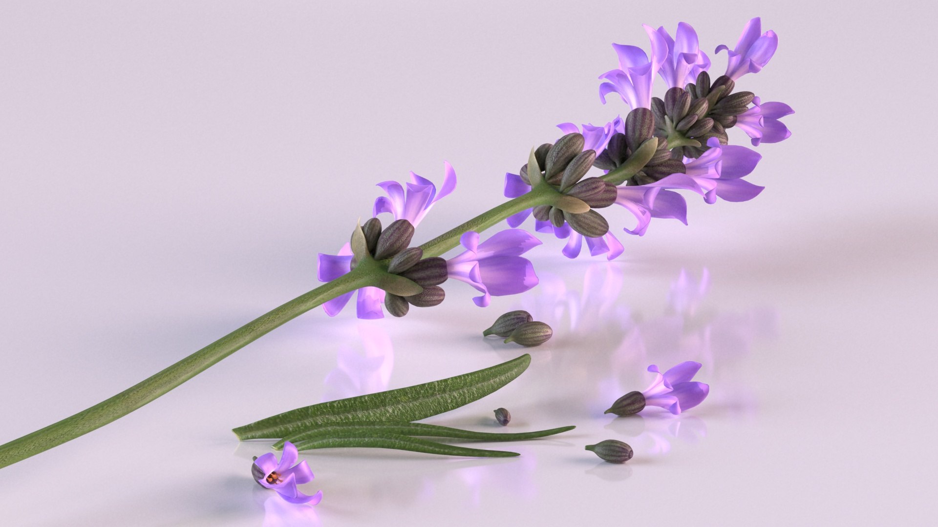 Plant Lavender Flower Spices 3D Model - TurboSquid 1695758