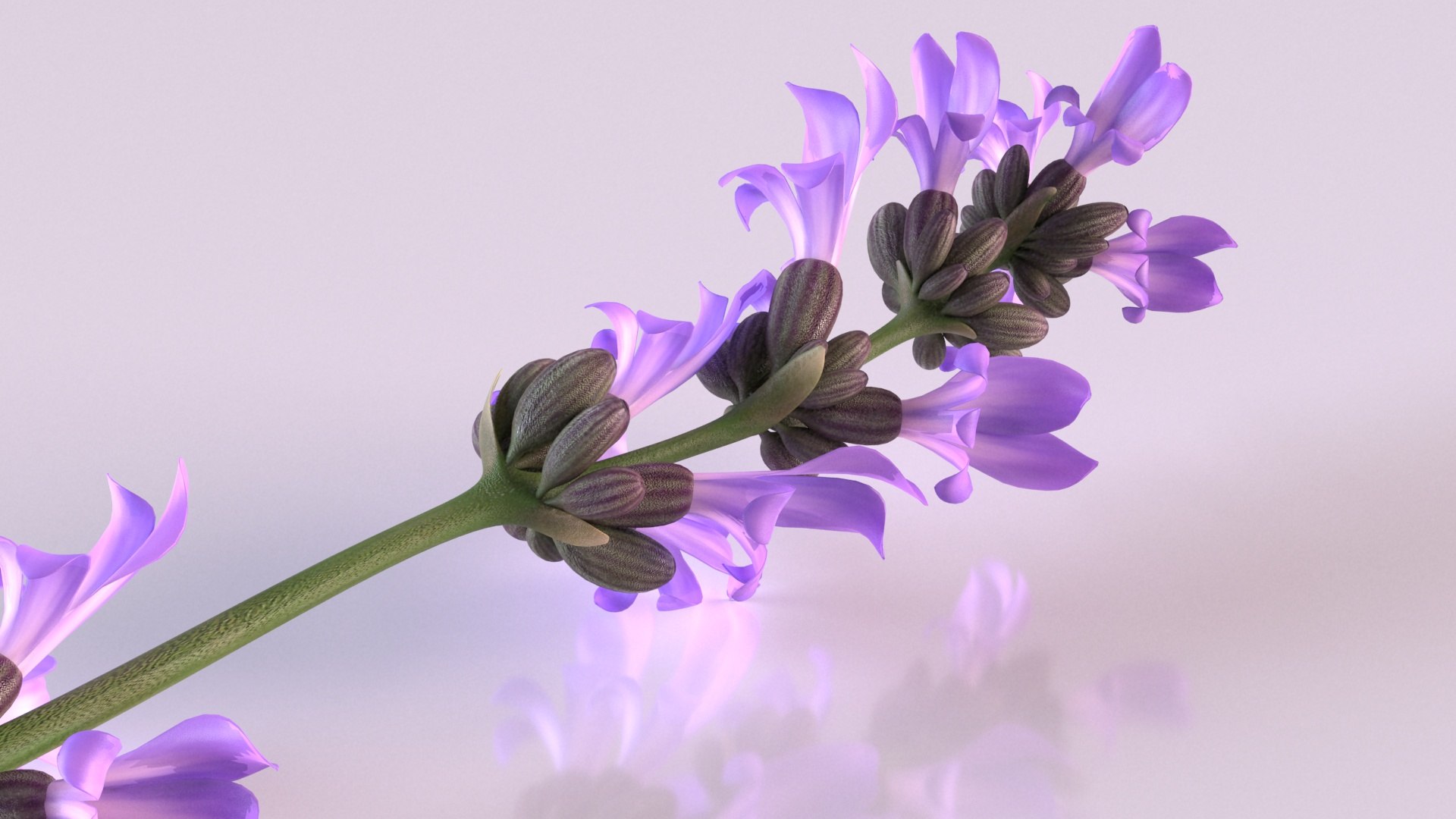 Plant Lavender Flower Spices 3D Model - TurboSquid 1695758
