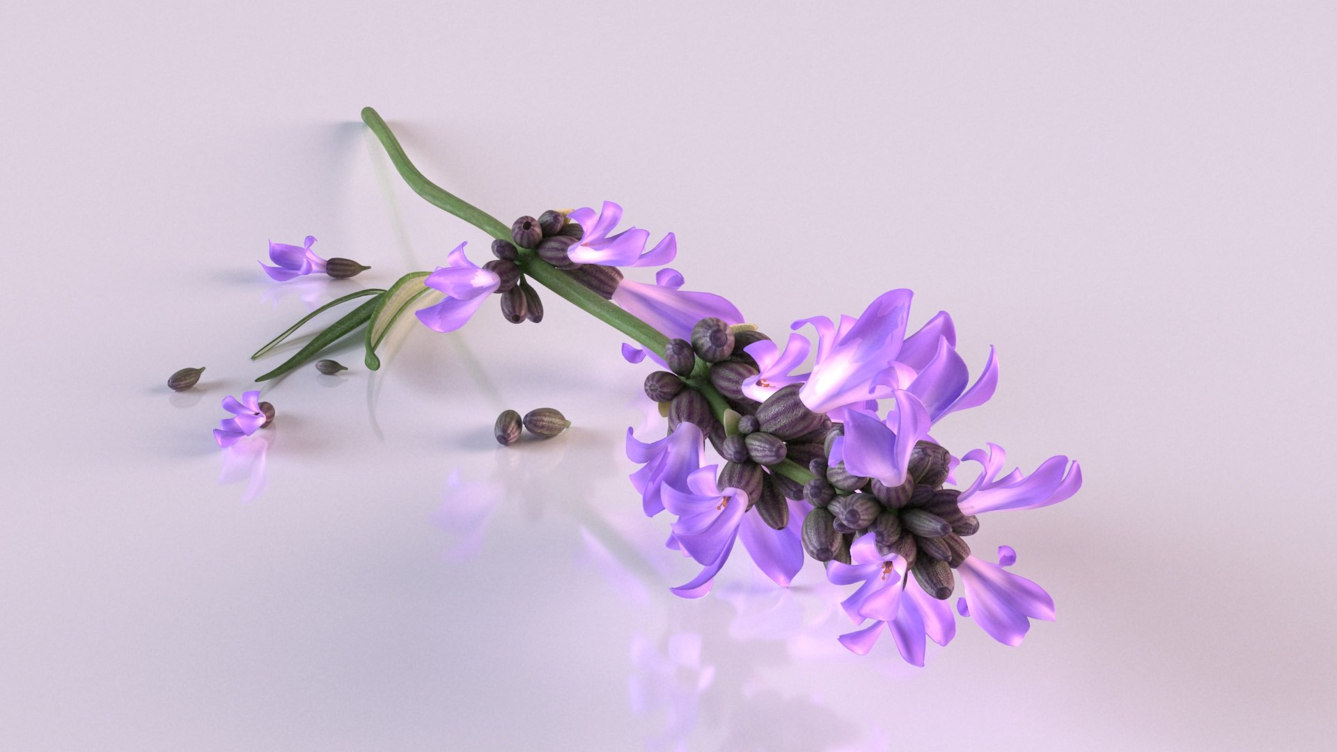 Plant Lavender Flower Spices 3D Model - TurboSquid 1695758