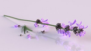 3D Lavender Models - Browse & Download Formats - TurboSquid