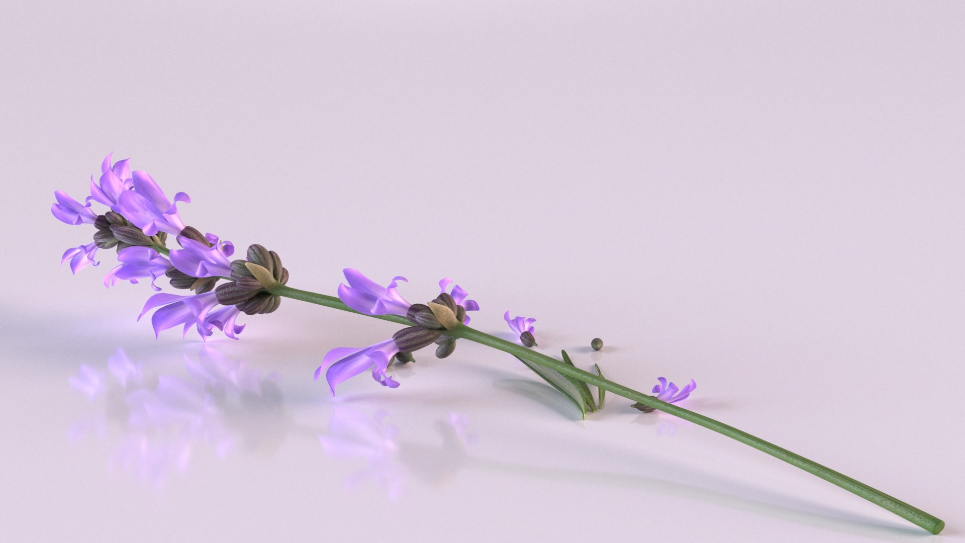 Plant Lavender Flower Spices 3D Model - TurboSquid 1695758
