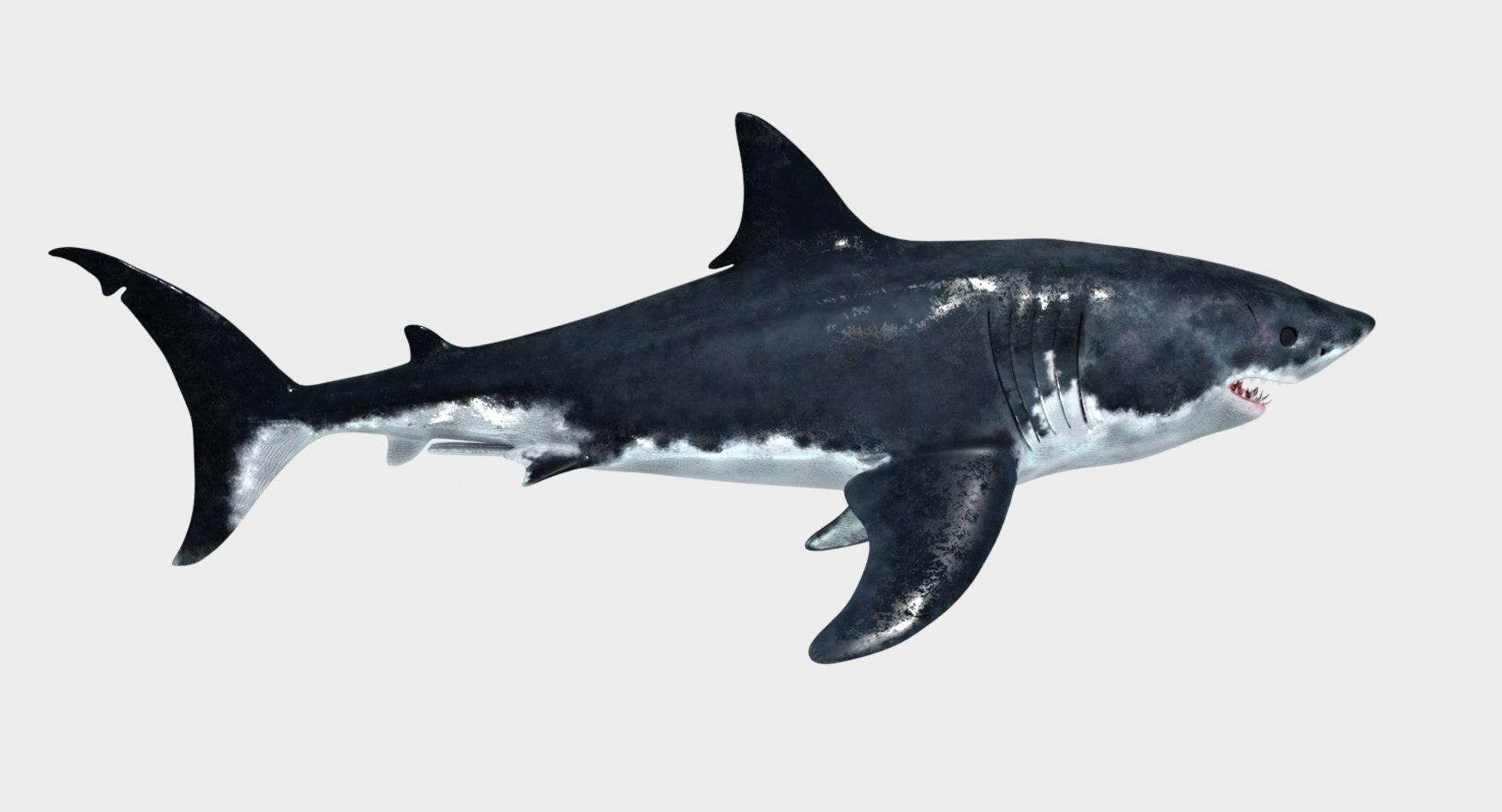 3D Great White Shark Model - TurboSquid 1252479