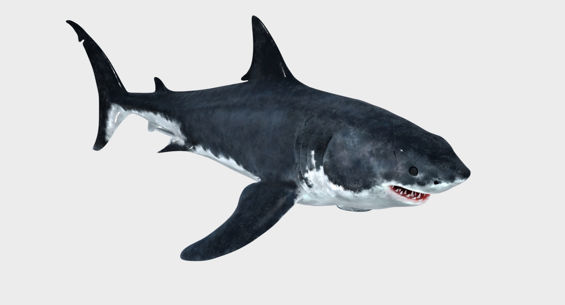 3D Great White Shark Model - TurboSquid 1252479