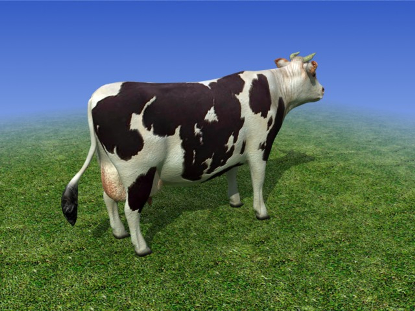 cow 3d model