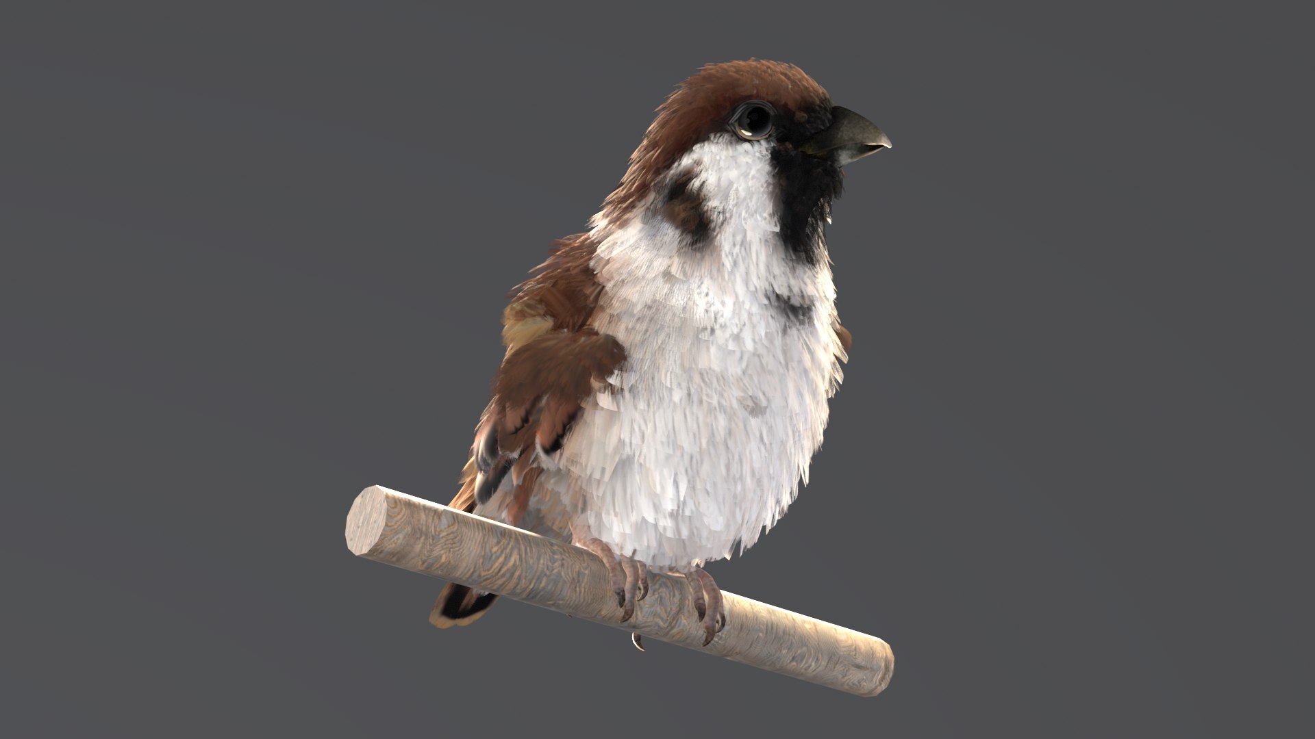 Eurasian Tree Sparrow Rigged Animated 3D Model - TurboSquid 2305614