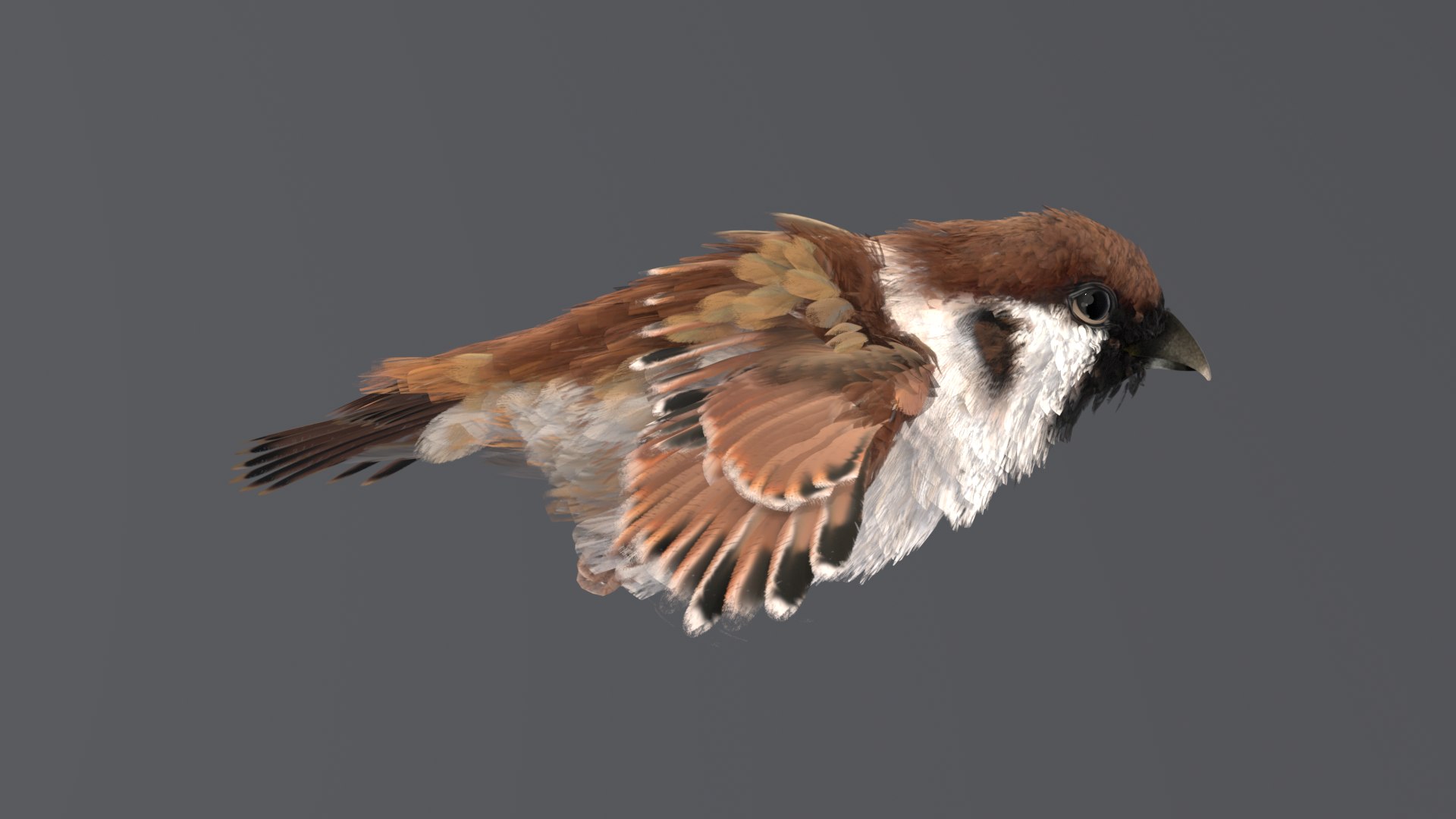 Eurasian Tree Sparrow Rigged Animated 3D Model - TurboSquid 2305614