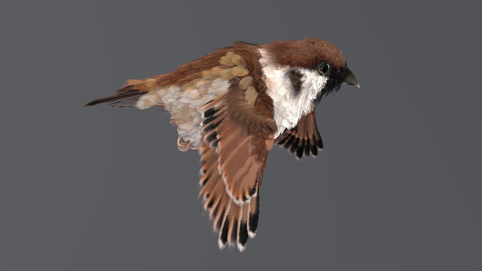 Eurasian Tree Sparrow Rigged Animated 3D Model - TurboSquid 2305614