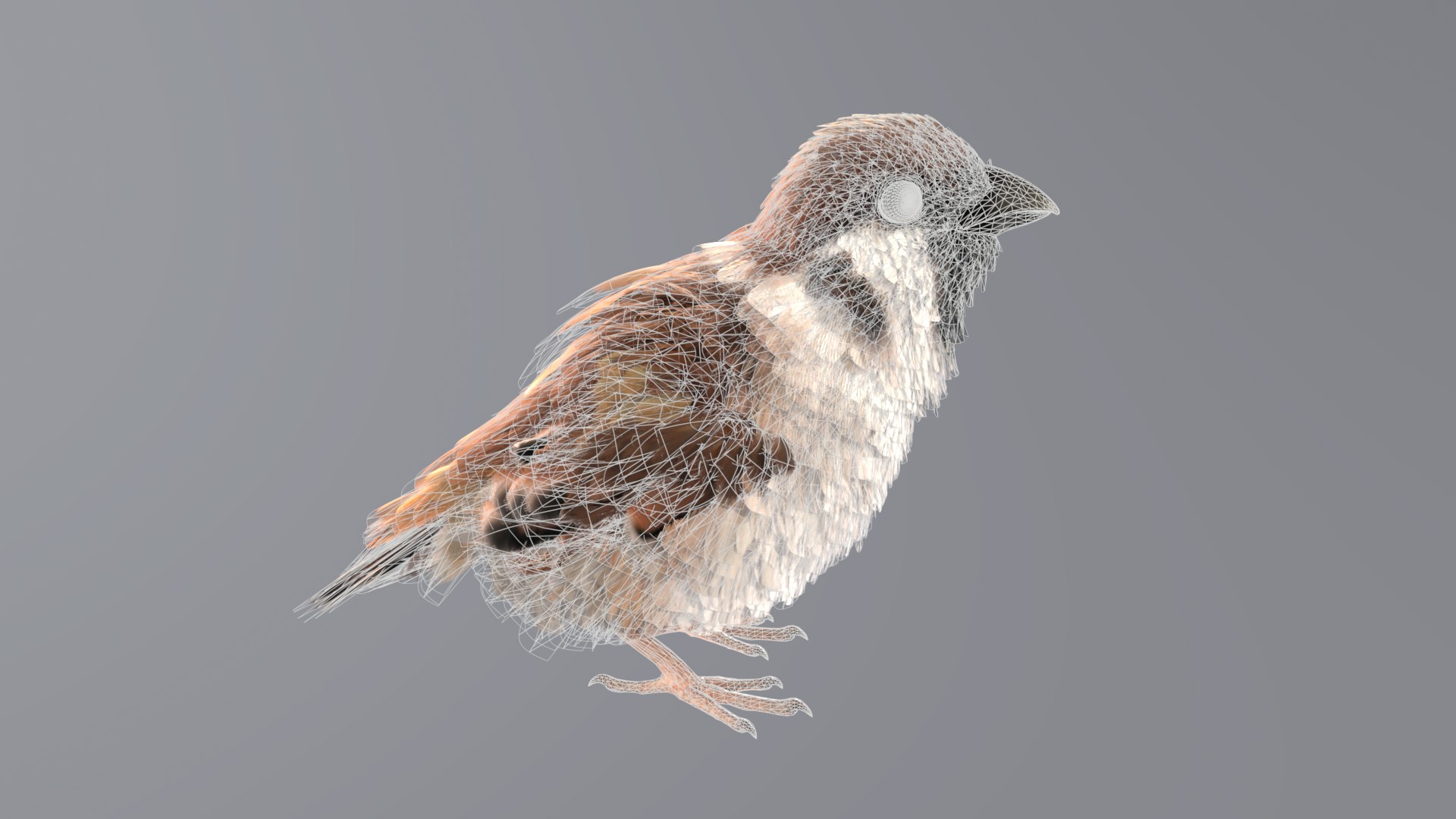 Eurasian Tree Sparrow Rigged Animated 3D Model - TurboSquid 2305614