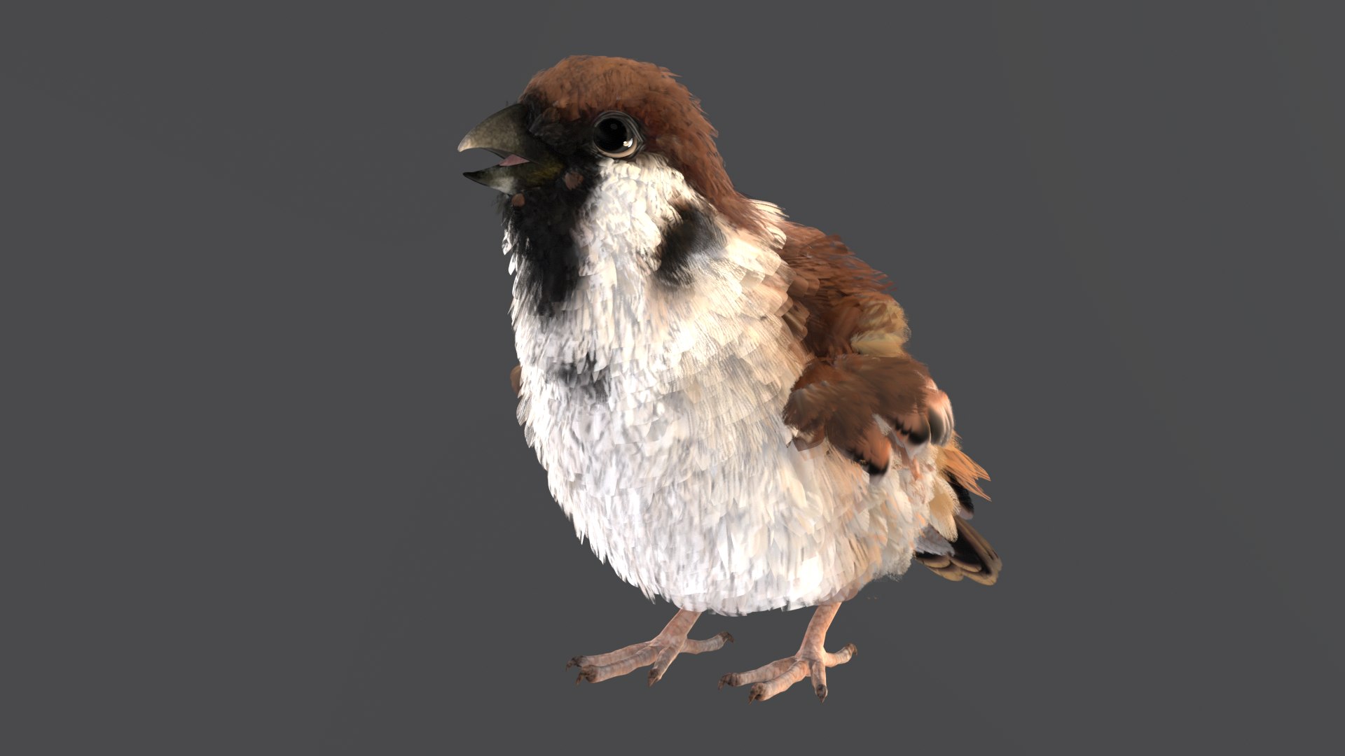 Eurasian Tree Sparrow Rigged Animated 3D Model - TurboSquid 2305614