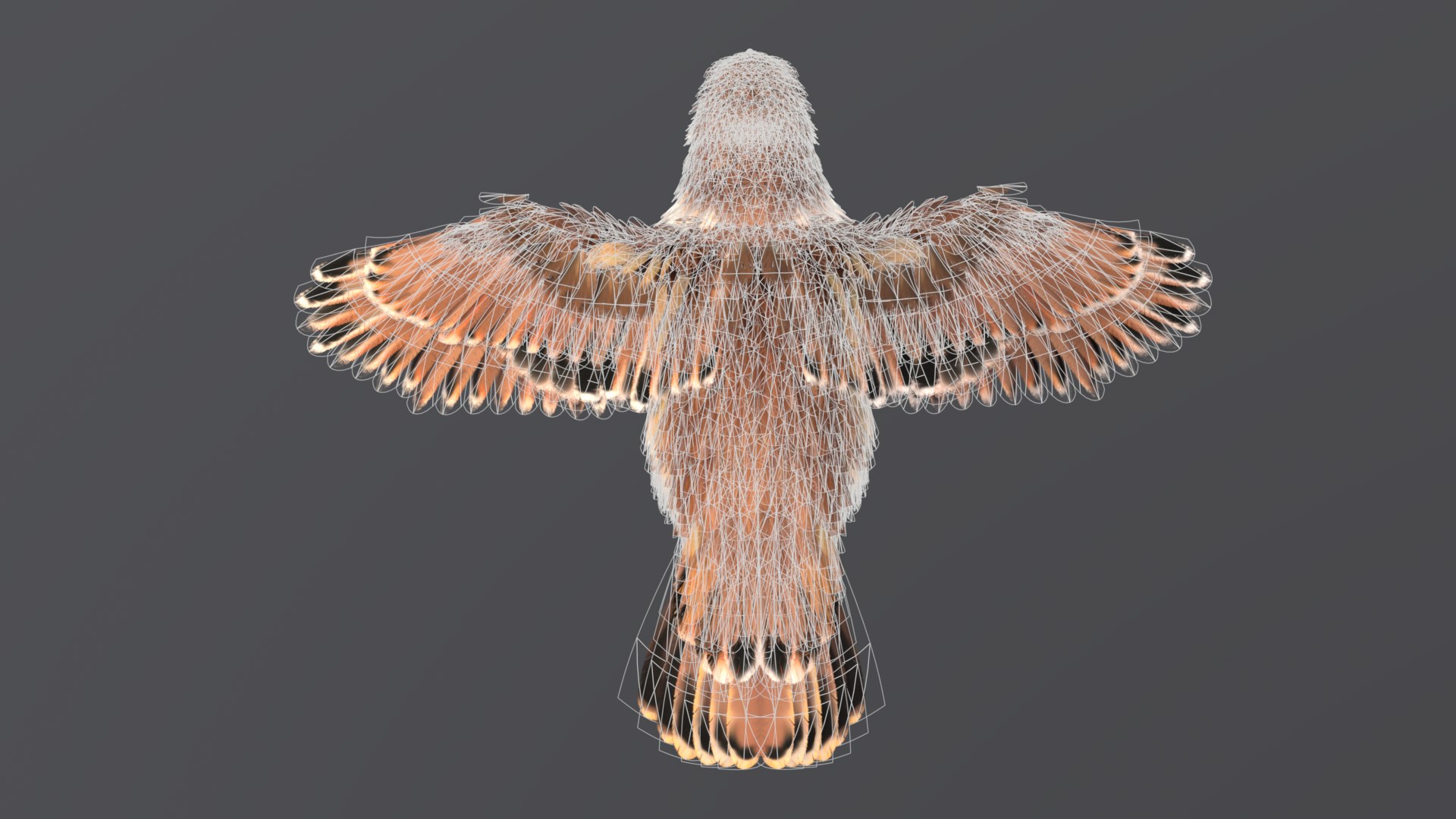 Eurasian Tree Sparrow Rigged Animated 3D Model - TurboSquid 2305614