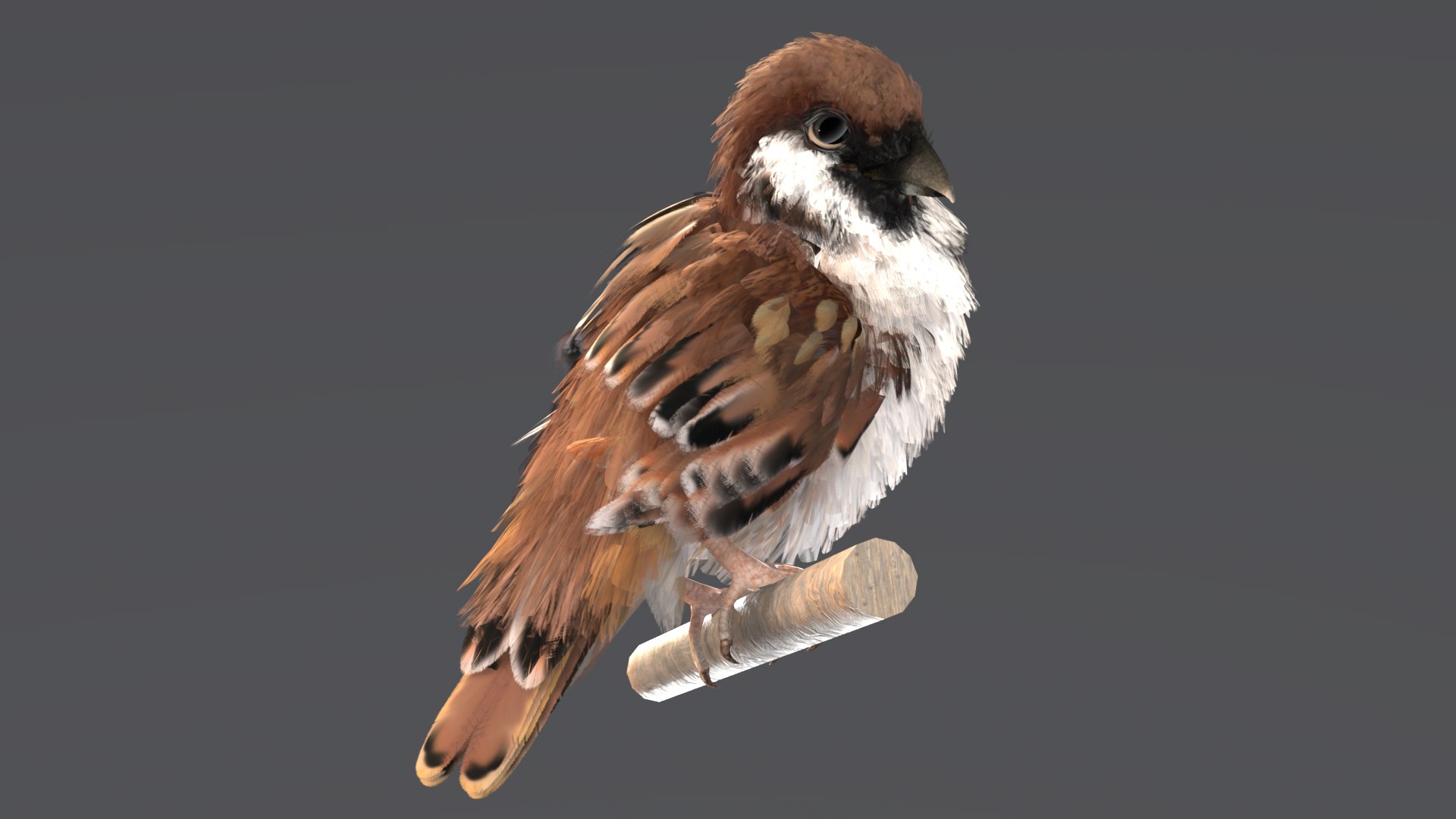 Eurasian Tree Sparrow Rigged Animated 3D Model - TurboSquid 2305614