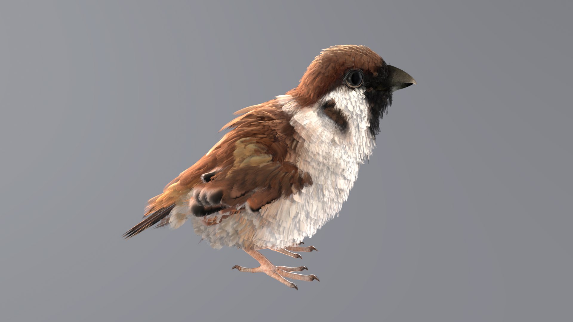 Eurasian Tree Sparrow Rigged Animated 3D Model - TurboSquid 2305614