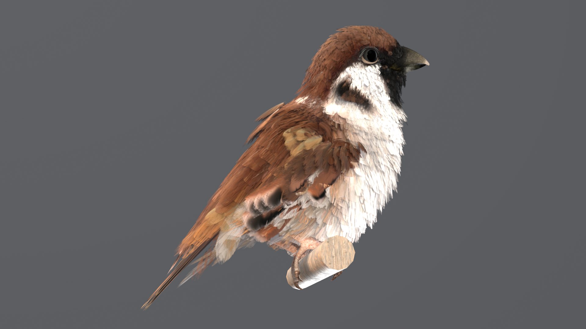 Eurasian Tree Sparrow Rigged Animated 3D Model - TurboSquid 2305614