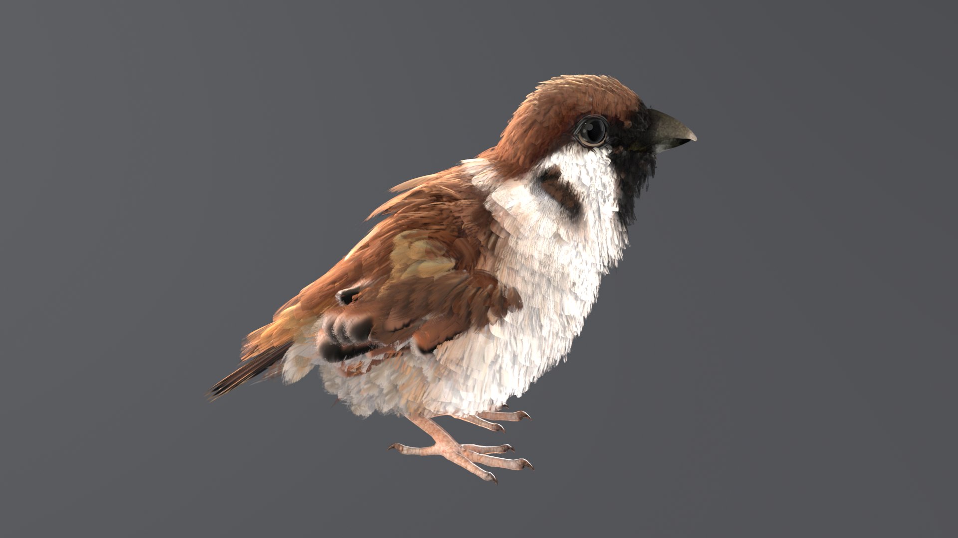 Eurasian Tree Sparrow Rigged Animated 3D Model - TurboSquid 2305614