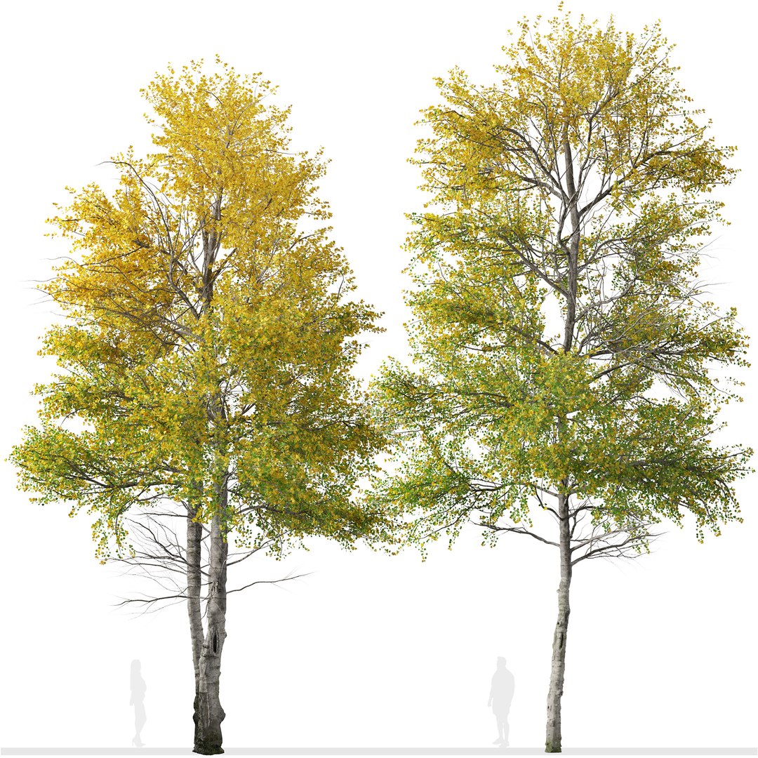 Set Of Quaking Aspen Or Populus Tremuloides Tree 3D Model - TurboSquid ...